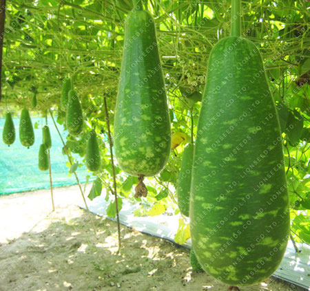 Vegetables, Mostly Eaten In Bangladesh